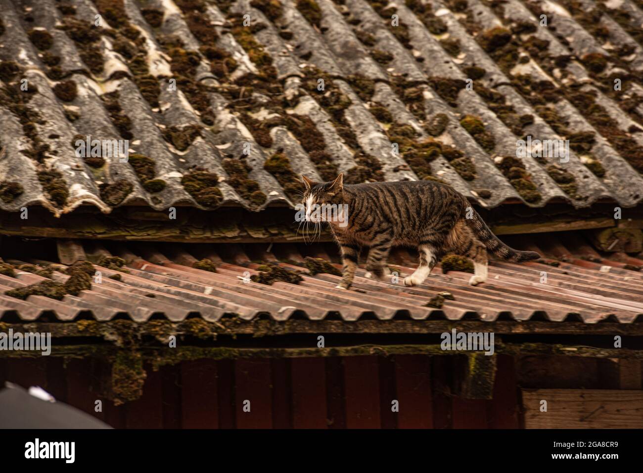 Cat roof house walking hi-res stock photography and images - Alamy