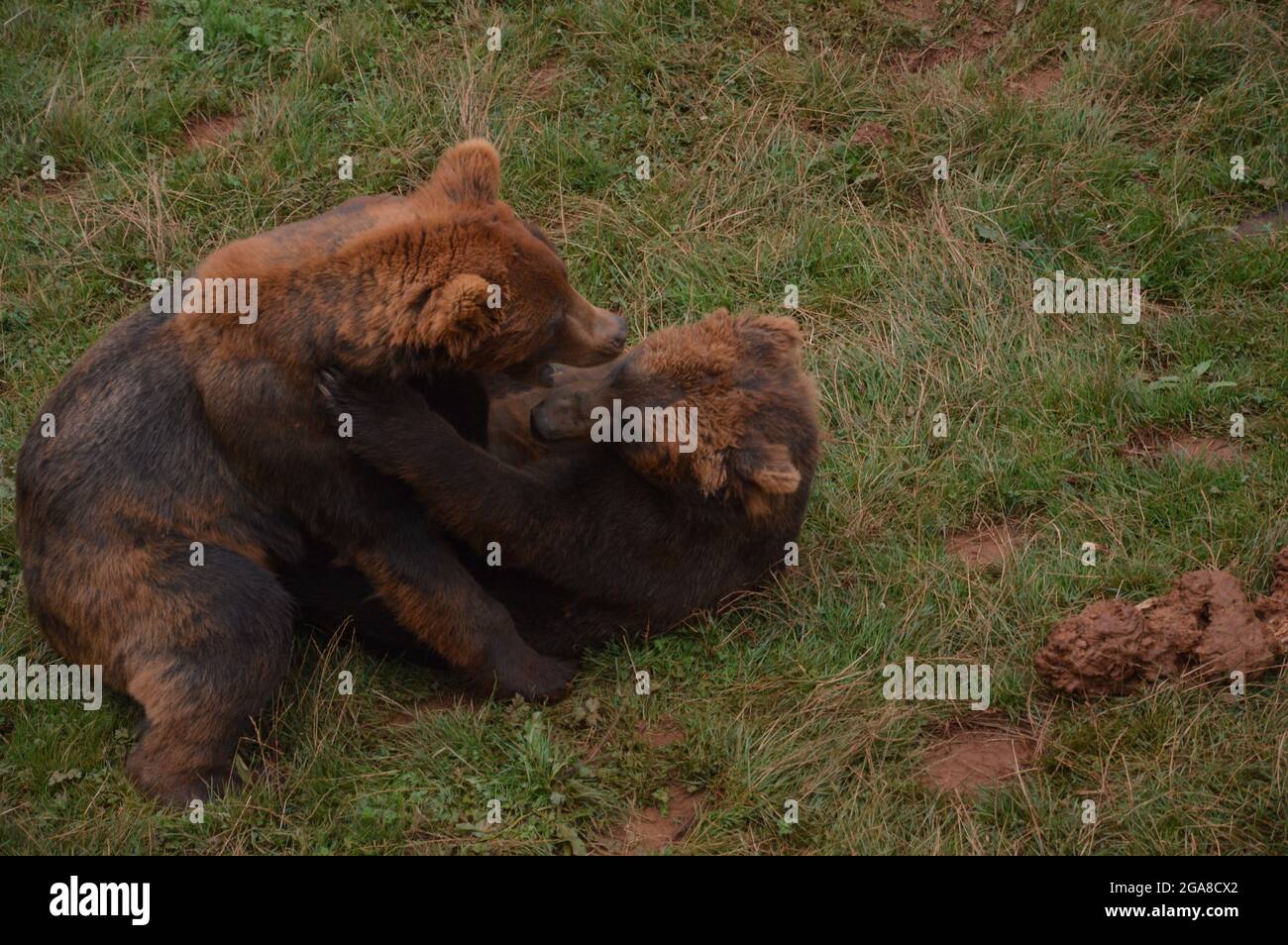 High angle shot of a cute scene of two bears playing and cuddling with ...