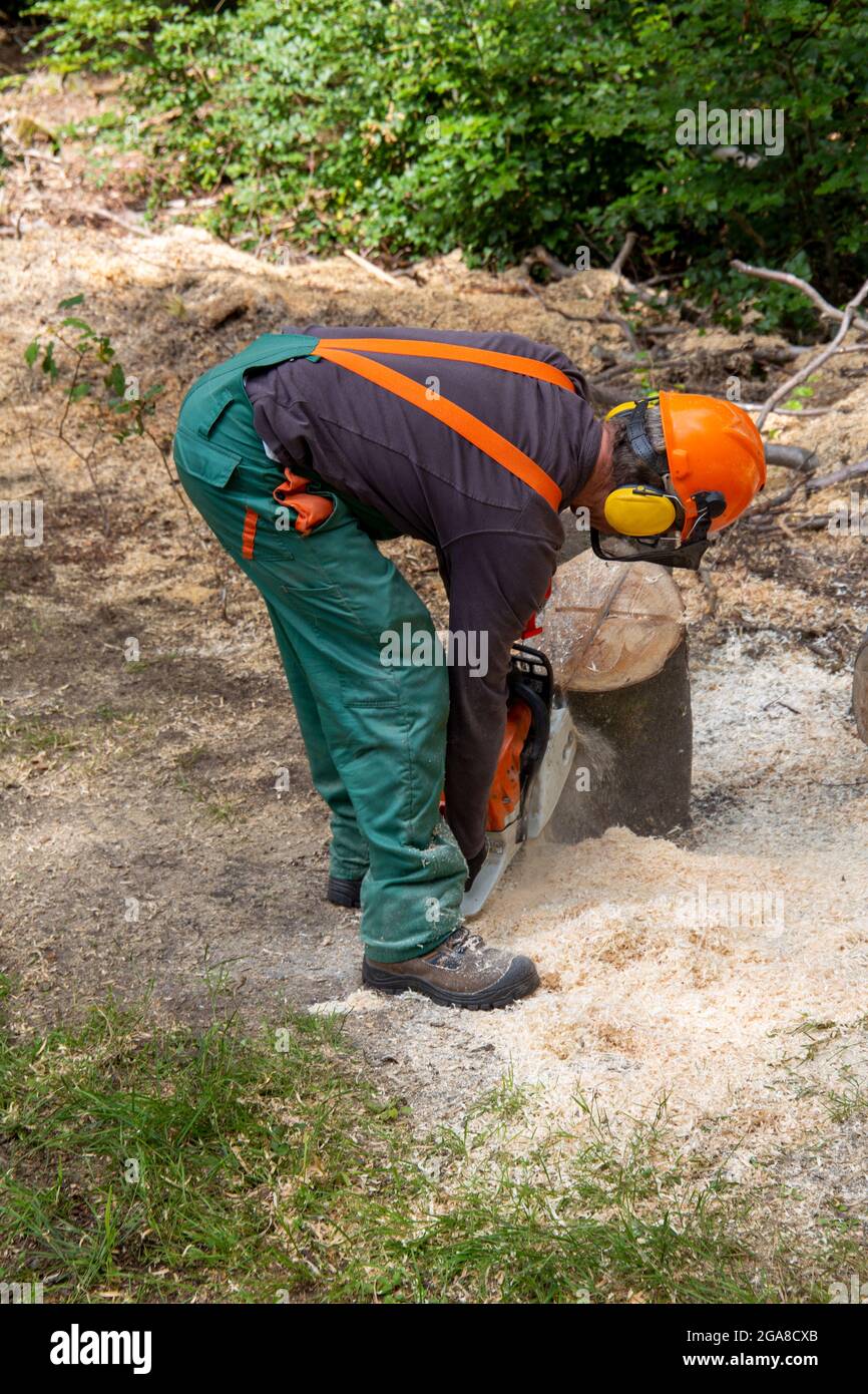 Timber felling in the Palatinate Forest, Germany Stock Photo - Alamy