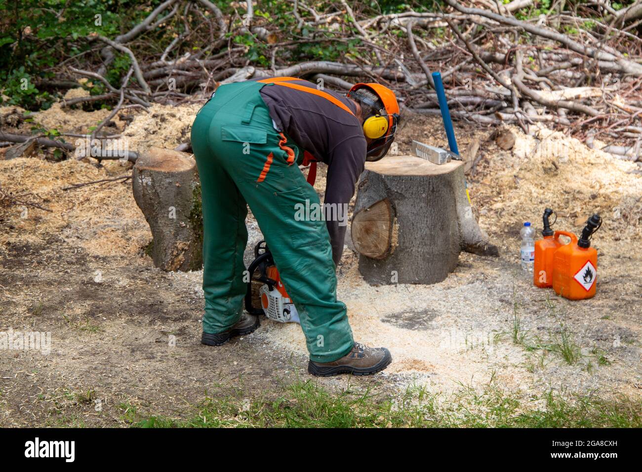 Timber felling in the Palatinate Forest, Germany Stock Photo - Alamy