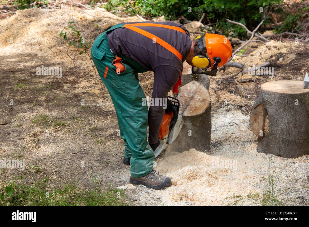 Timber felling hi-res stock photography and images - Alamy