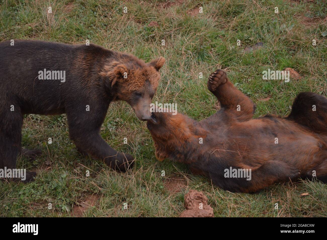 Cuddling bears hi-res stock photography and images - Alamy