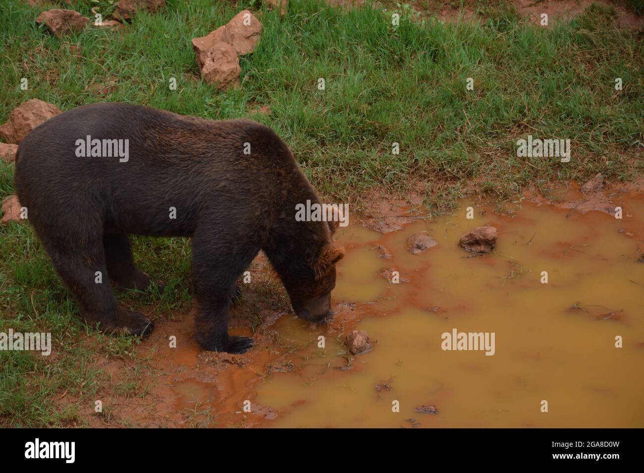 High angle shot of a big brown bear standing in the mud and drinking ...