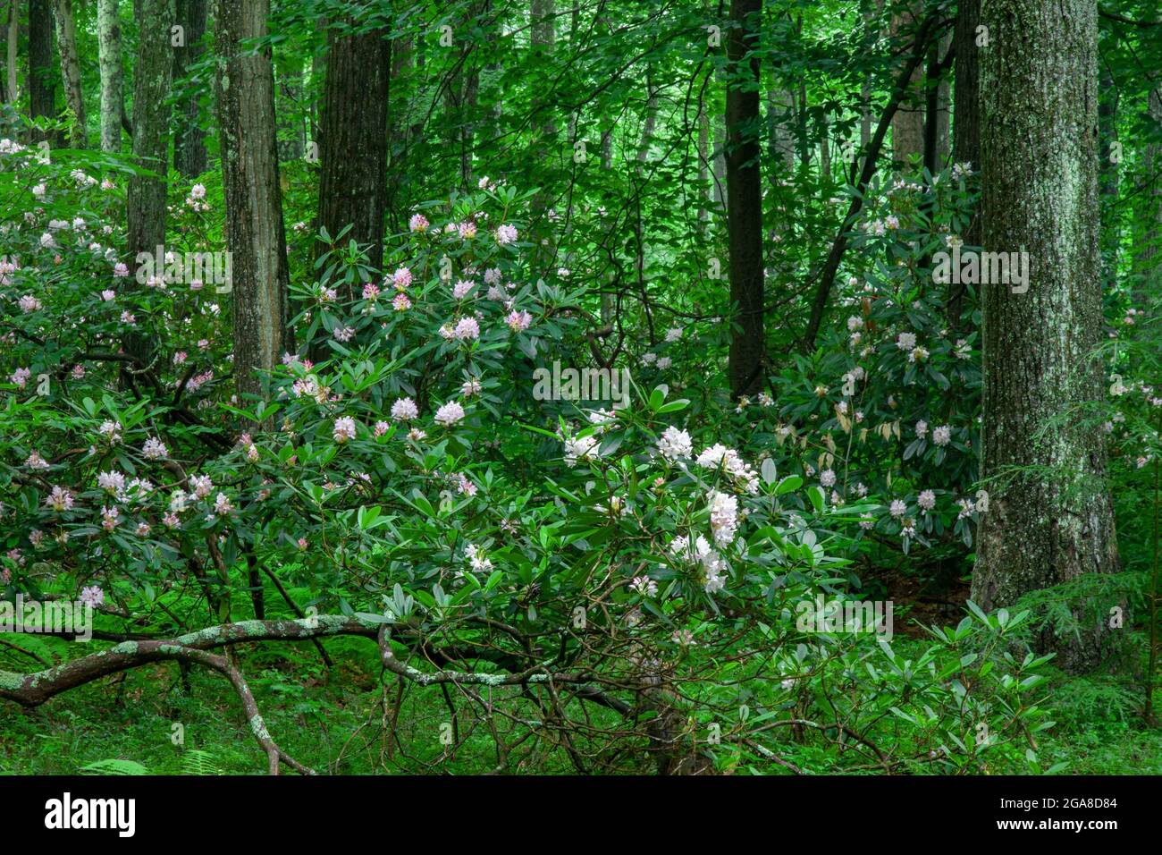 Rhododendron, Rhododendron maximum, also known as Great Laurel and ...