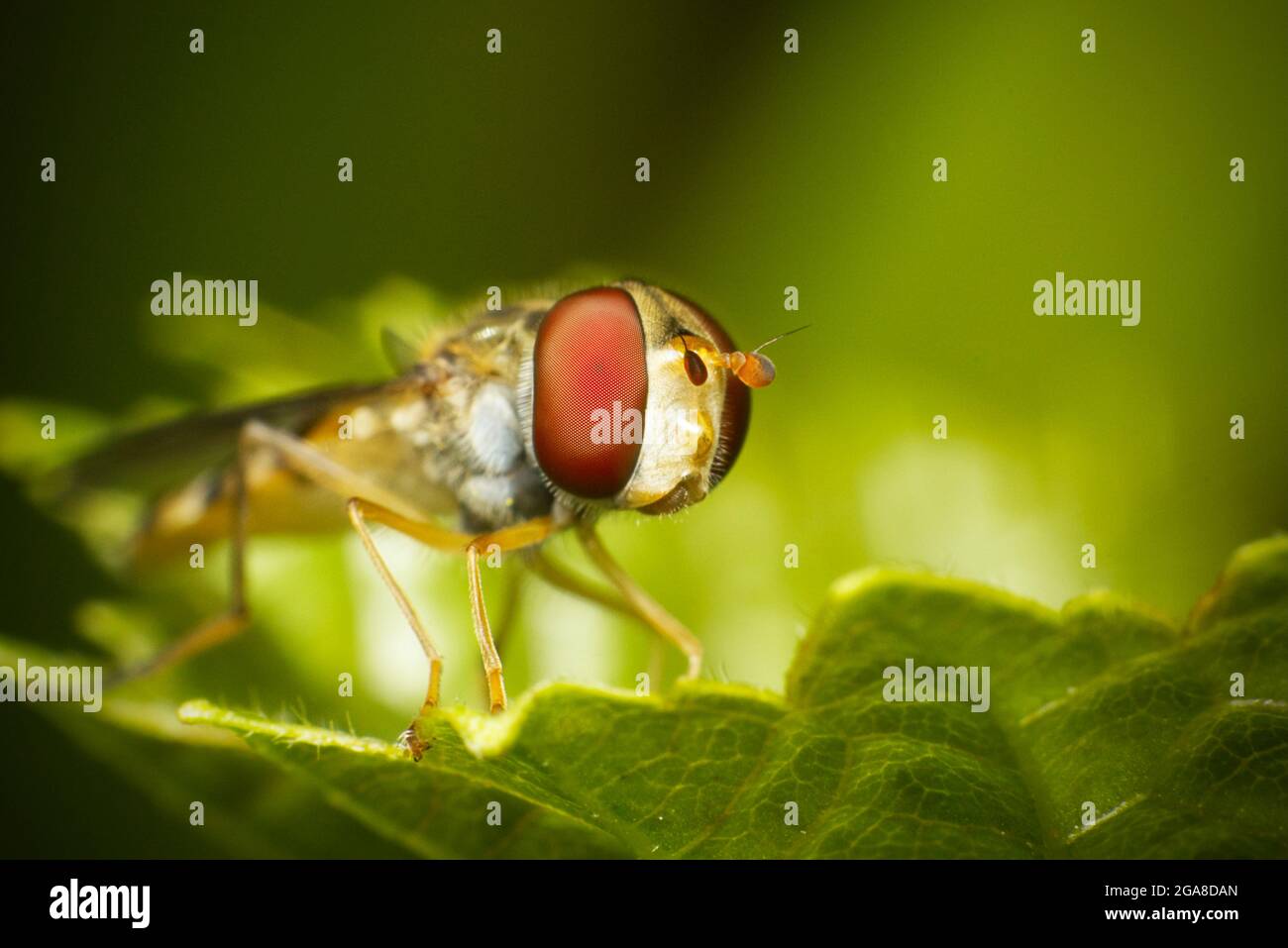 Hover fly face hi-res stock photography and images - Alamy