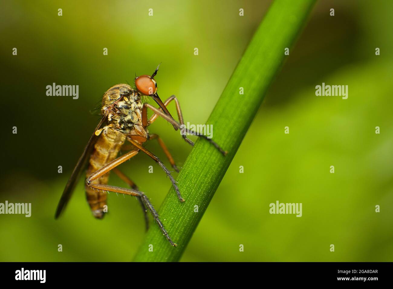 Dagger flies hi-res stock photography and images - Alamy