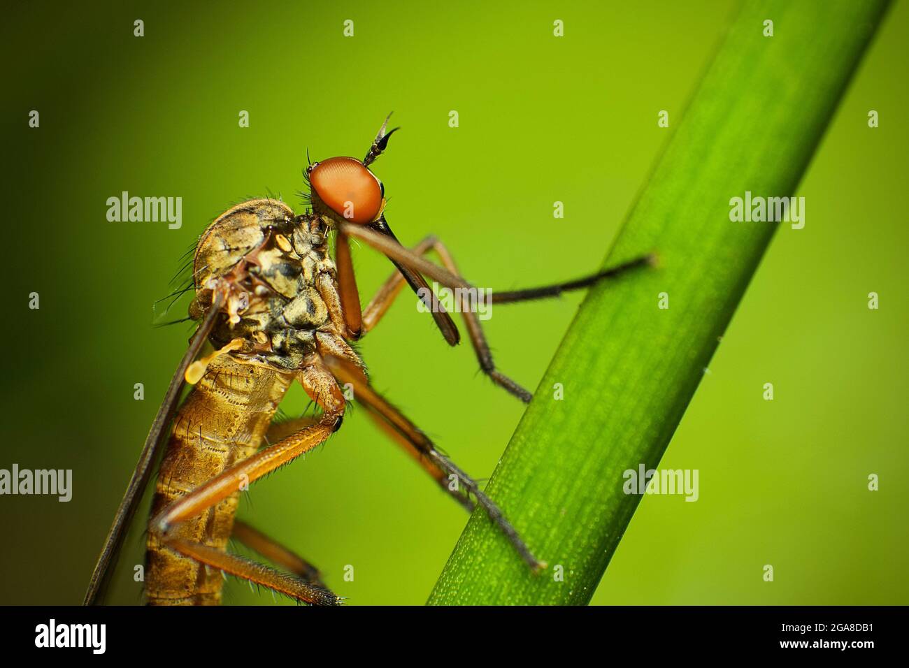 Dagger fly hi-res stock photography and images - Alamy