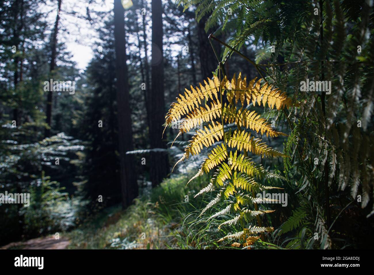 Ferns growing in a coniferous woodland Stock Photo - Alamy