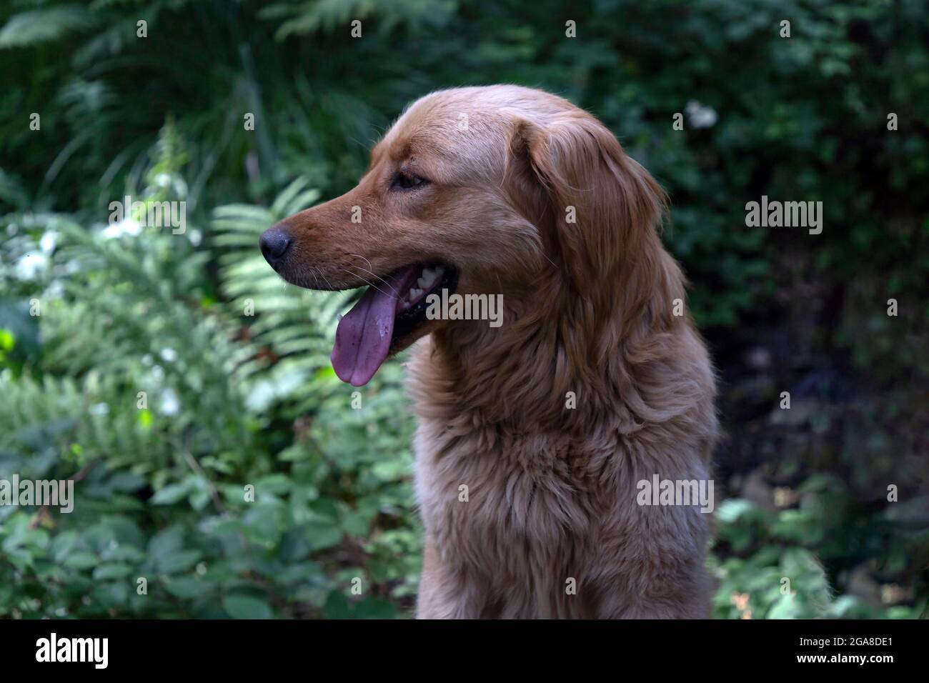 Portrait of a beautiful mutt dog Stock Photo - Alamy