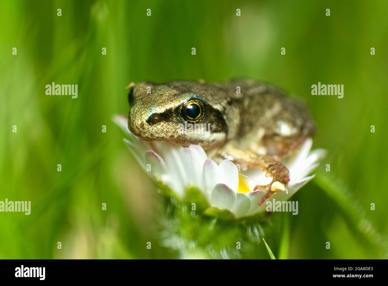 Froglets pond plants hi-res stock photography and images - Alamy