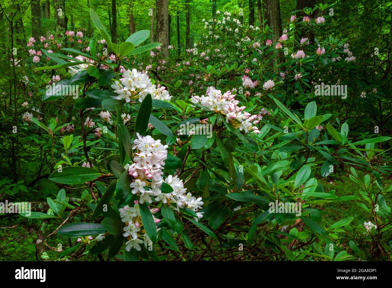 Rhododendron, Rhododendron maximum, also known as Great Laurel and ...
