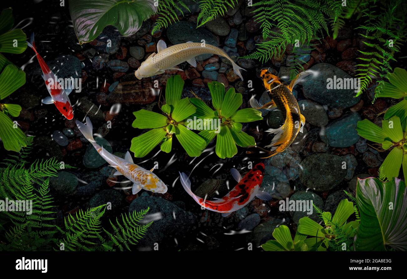 Koi fish in the lotus flower garden Stock Photo - Alamy