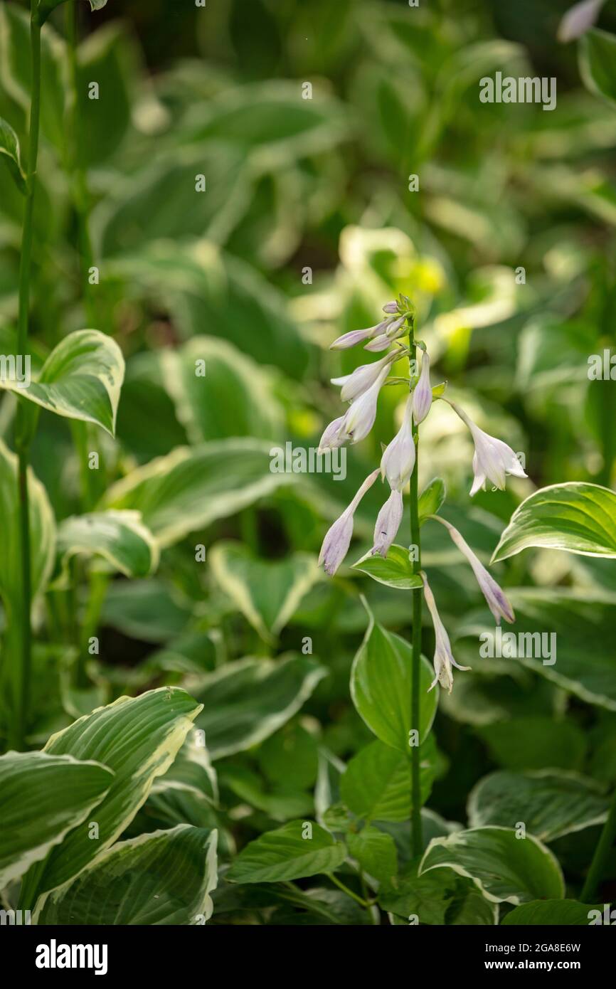Variegated Hosta crispula, curled plantain lily, Hosta 'Marginata Alba ...