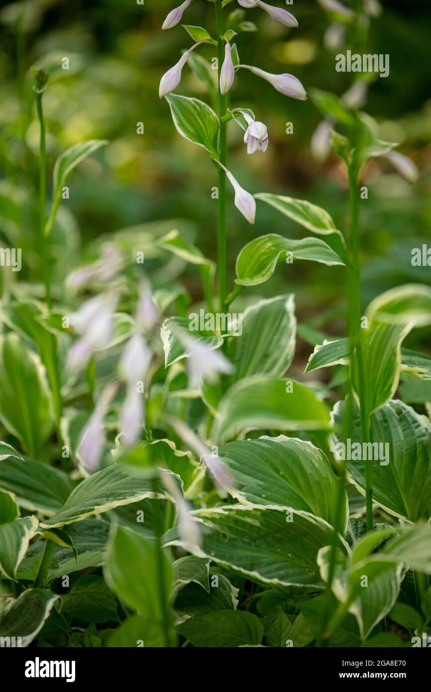 Variegated Hosta crispula, curled plantain lily, Hosta 'Marginata Alba ...