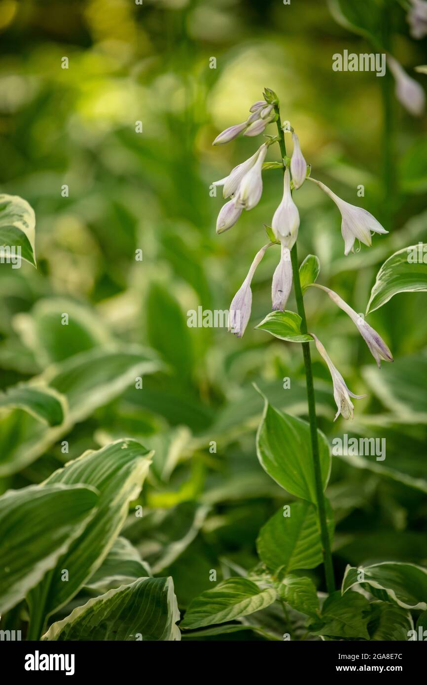 Variegated Hosta crispula, curled plantain lily, Hosta 'Marginata Alba ...