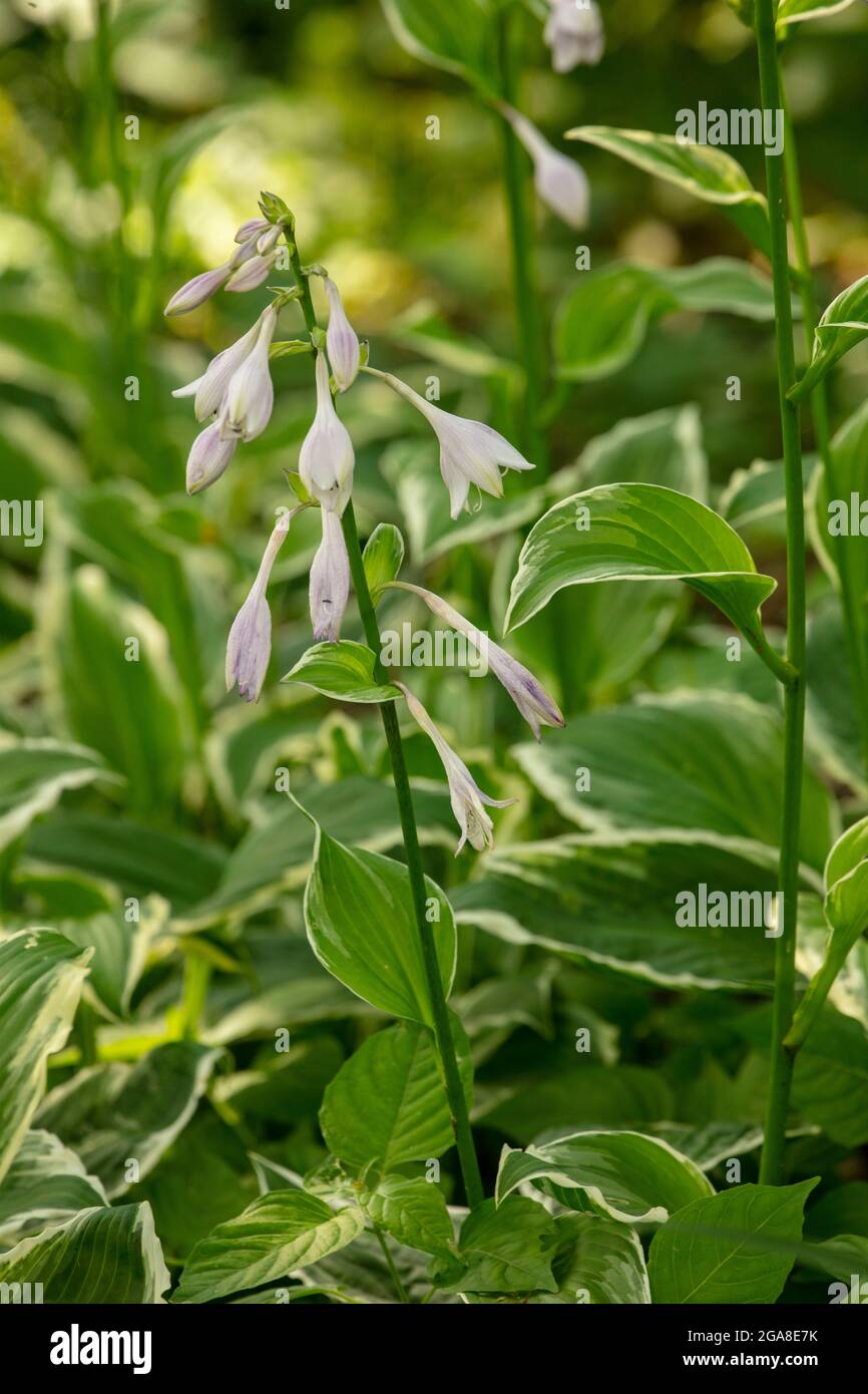 Variegated Hosta crispula, curled plantain lily, Hosta 'Marginata Alba ...
