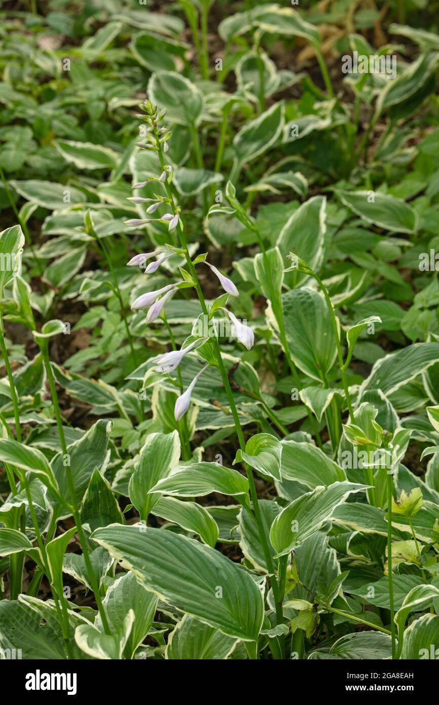 Variegated Hosta crispula, curled plantain lily, Hosta 'Marginata Alba ...