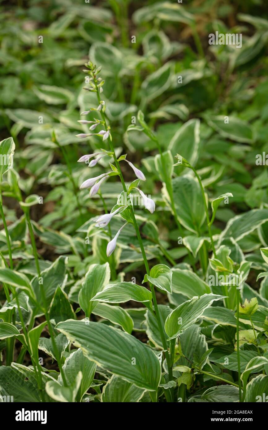 Variegated Hosta crispula, curled plantain lily, Hosta 'Marginata Alba ...