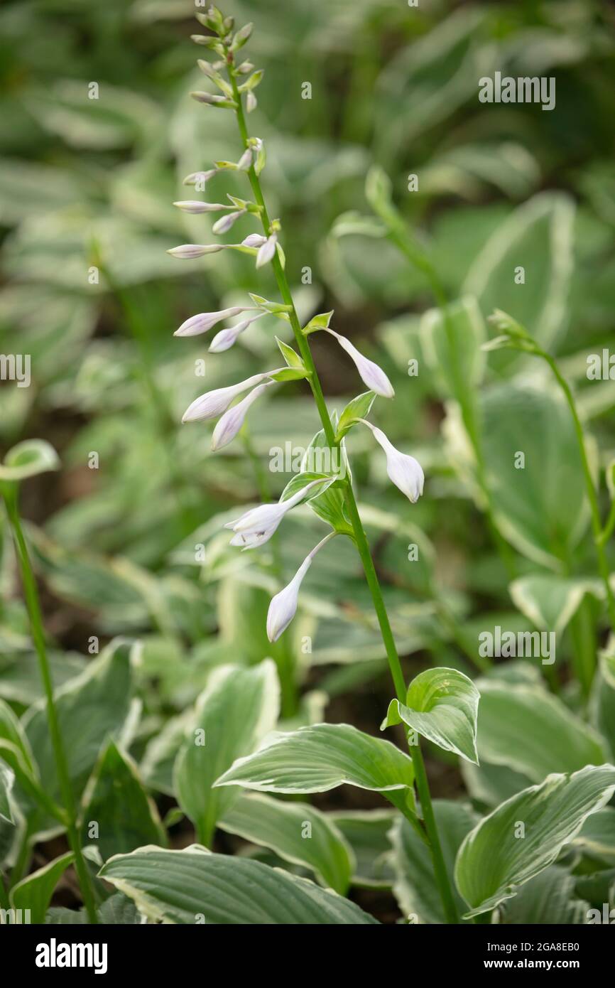 Variegated Hosta crispula, curled plantain lily, Hosta 'Marginata Alba ...