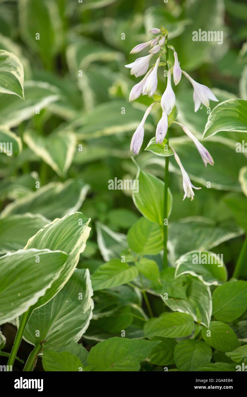 Variegated Hosta crispula, curled plantain lily, Hosta 'Marginata Alba ...