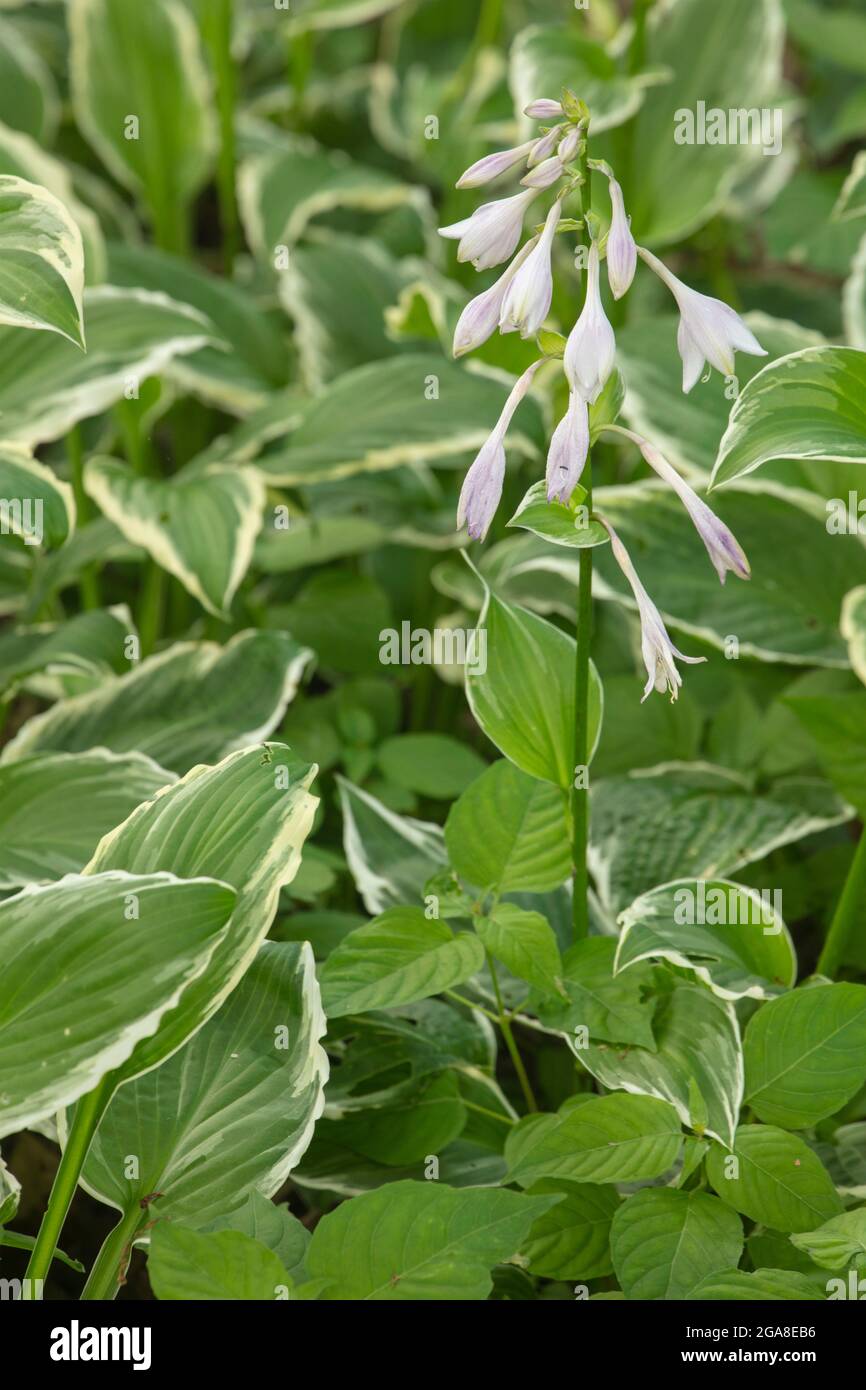 Variegated Hosta crispula, curled plantain lily, Hosta 'Marginata Alba ...