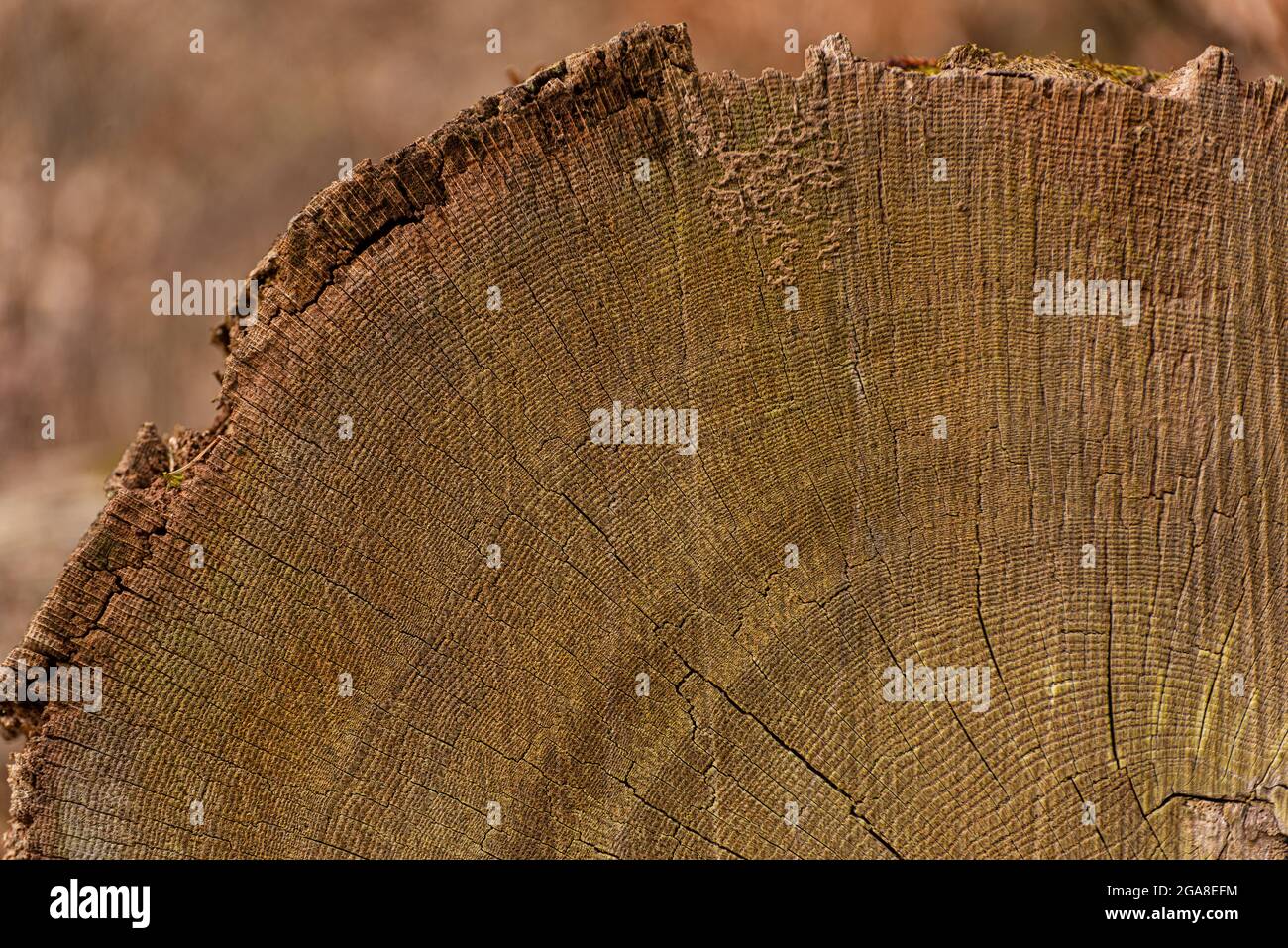 Annual growth rings hi-res stock photography and images - Alamy