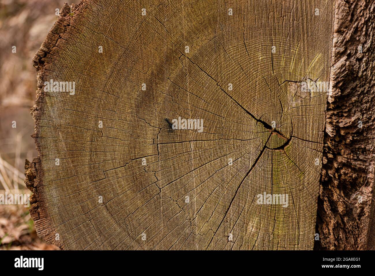 Annual growth rings of an old tree, dendrochronology Stock Photo - Alamy