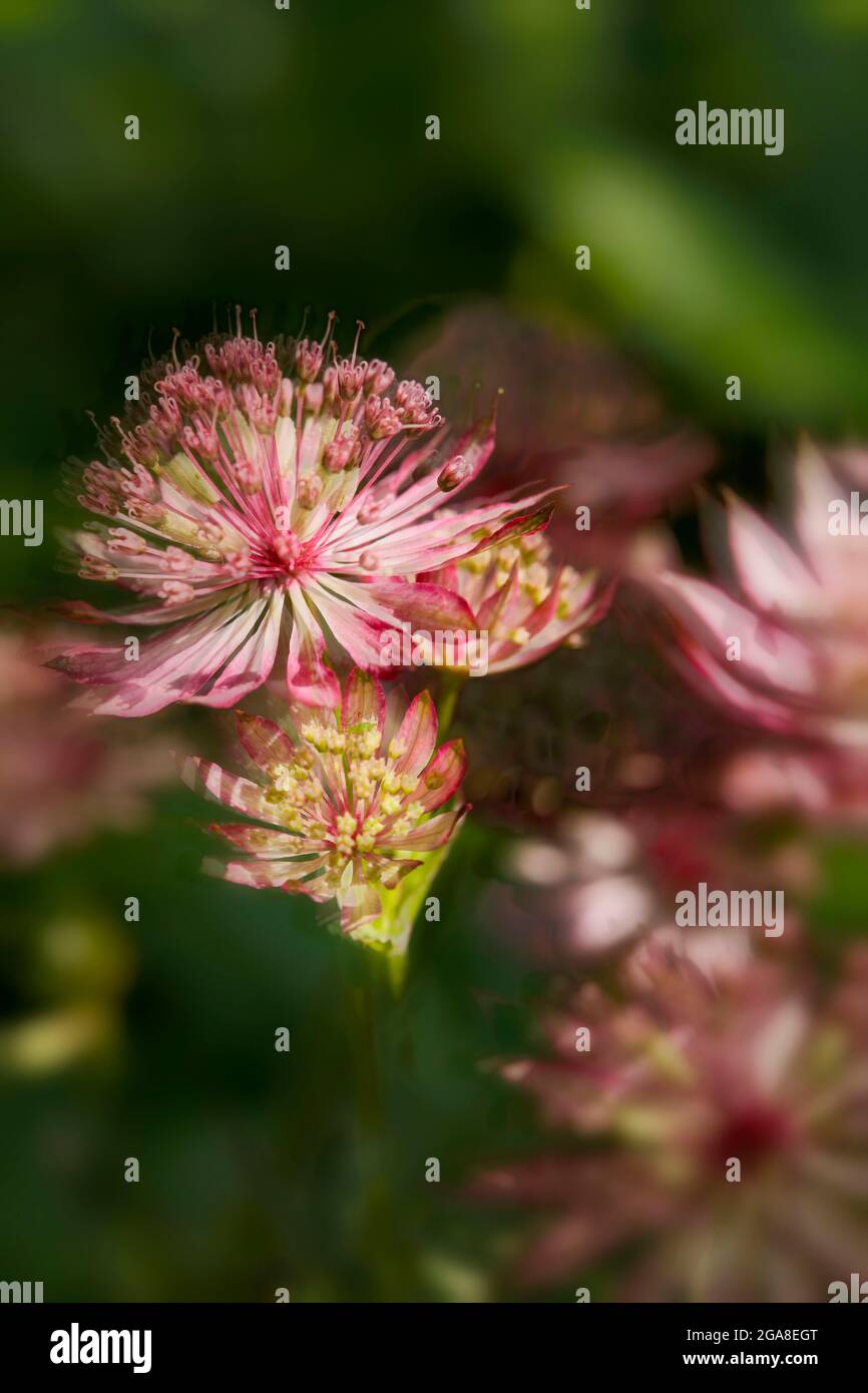 Striking Astrantia major 'Ruby Wedding’, masterwort 'Ruby Wedding ...
