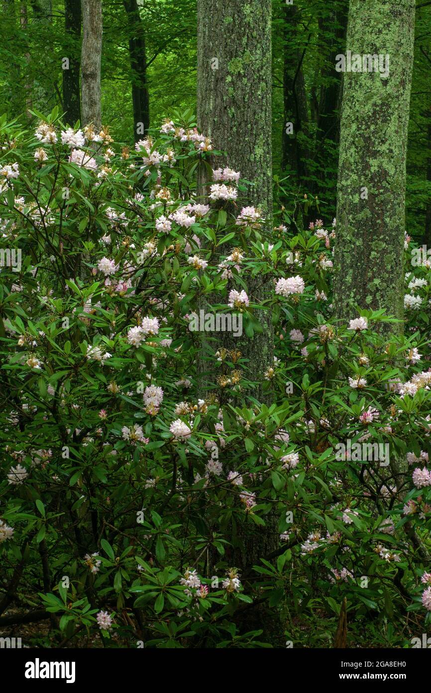 Rhododendron, Rhododendron maximum, also known as Great Laurel and ...