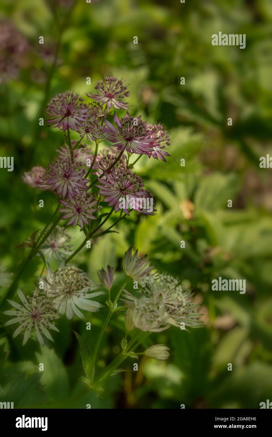 Striking Astrantia major 'Ruby Wedding’, masterwort 'Ruby Wedding ...