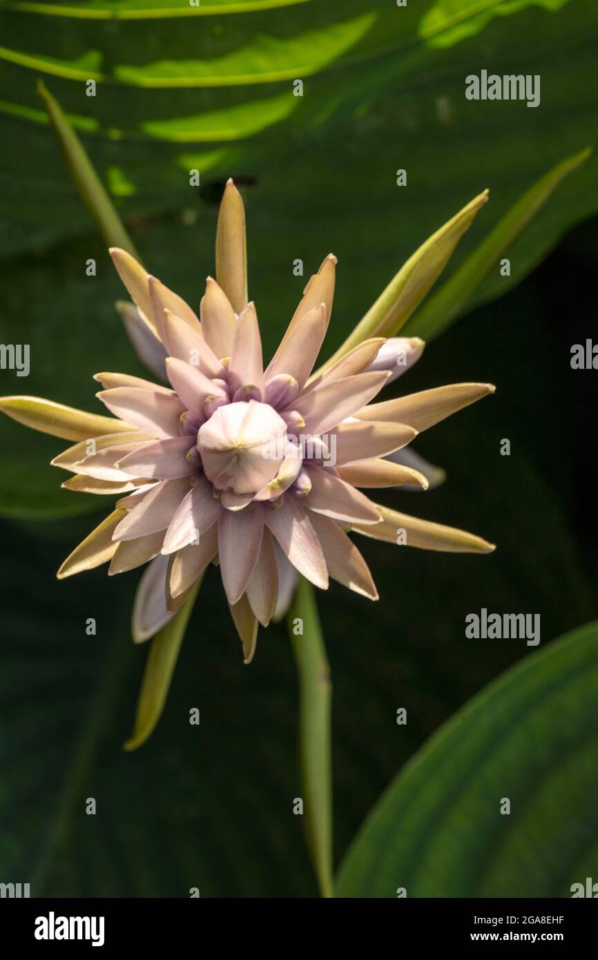 Verdant Hosta Empress Wu foliage and flower stalk, natural plant ...