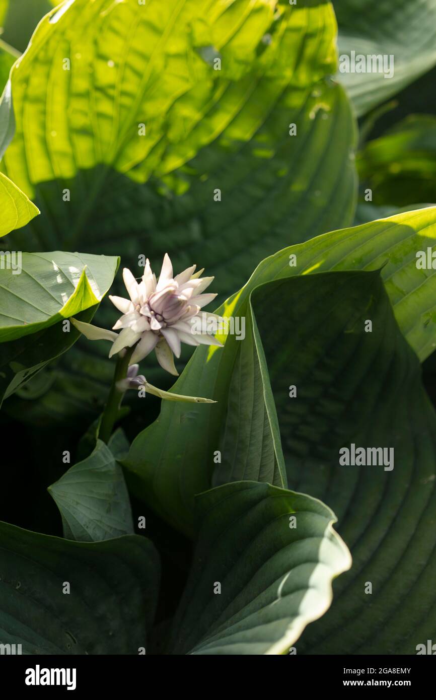 Verdant Hosta Empress Wu foliage and flower stalk, natural plant ...