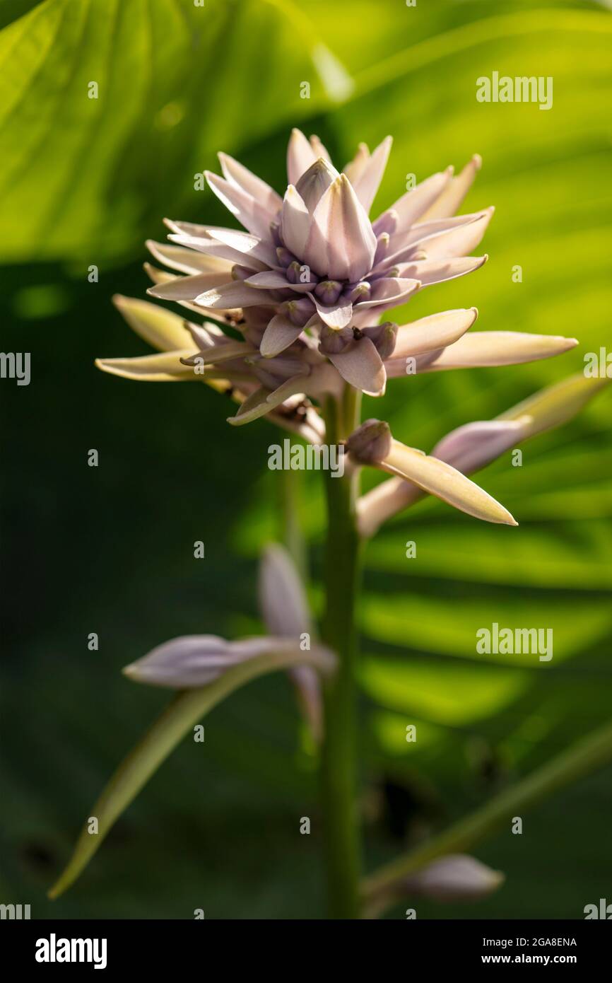 Verdant Hosta Empress Wu foliage and flower stalk, natural plant ...
