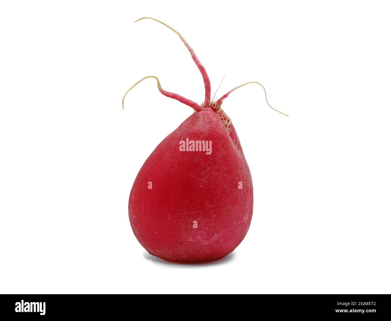 single red garden radish with three roots isolated on white background ...