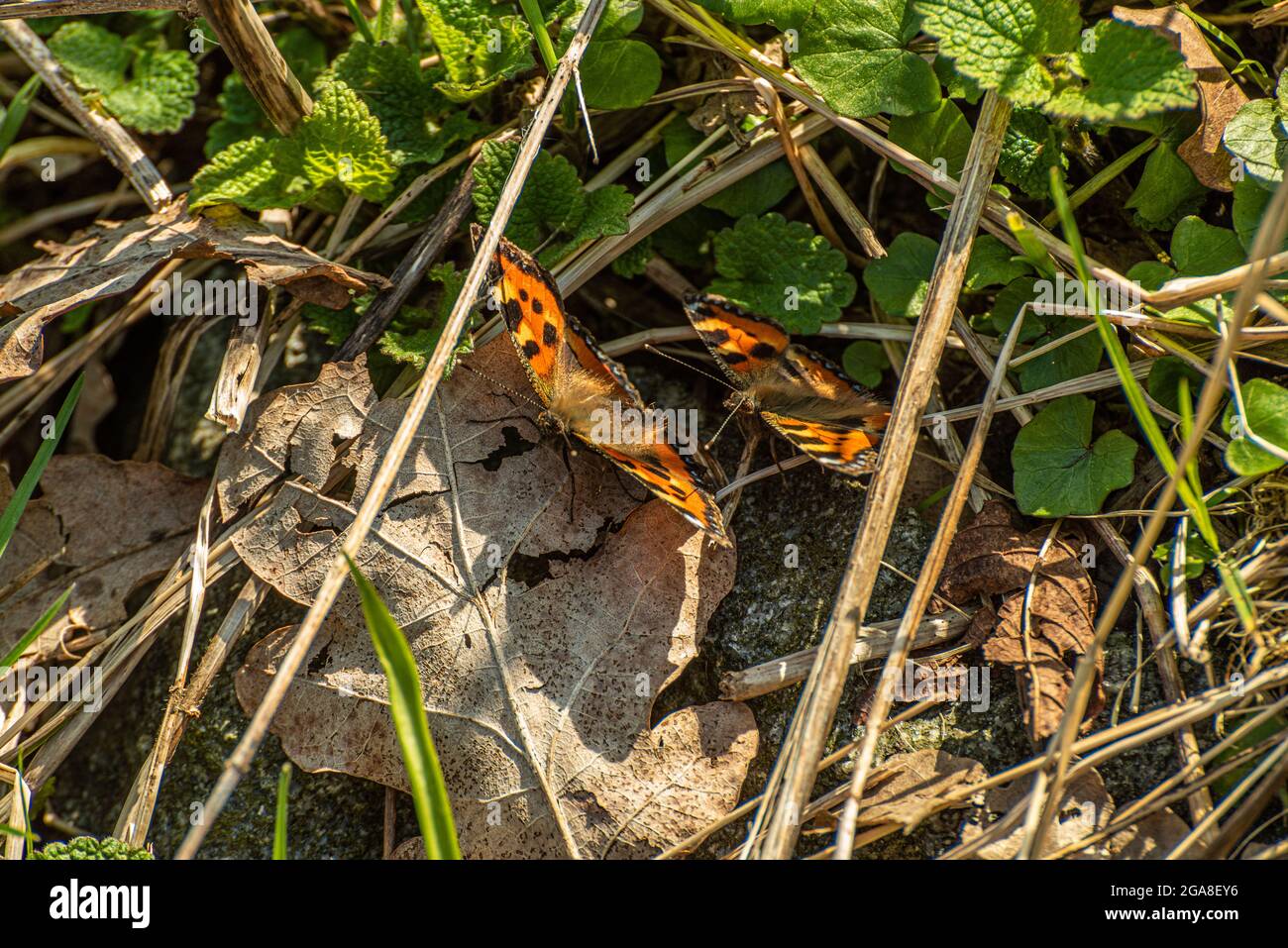 Bright tortoiseshell butterflies hi-res stock photography and images ...