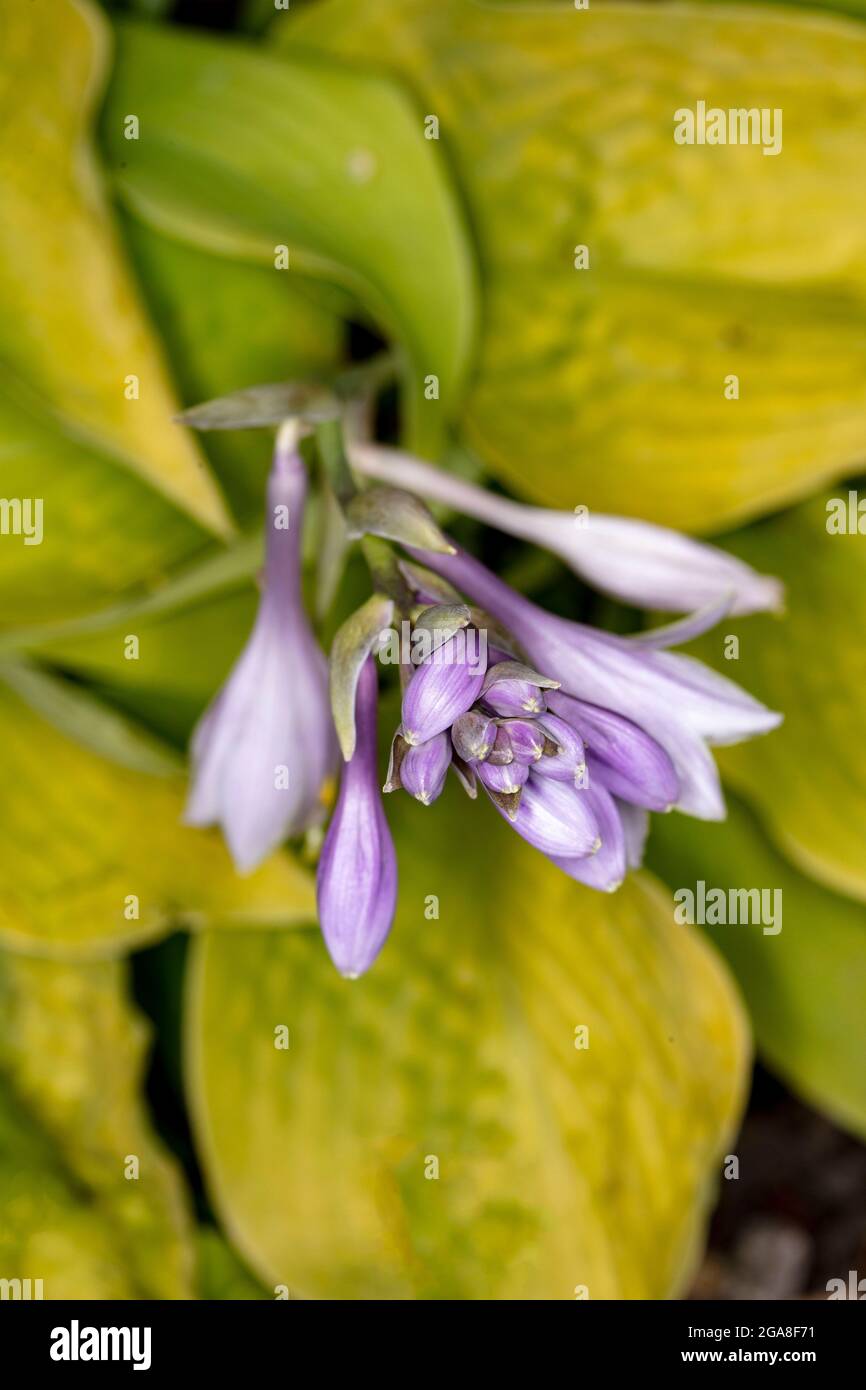 Stunning Hosta - Captain Kirk flower and foliage, natural plant ...