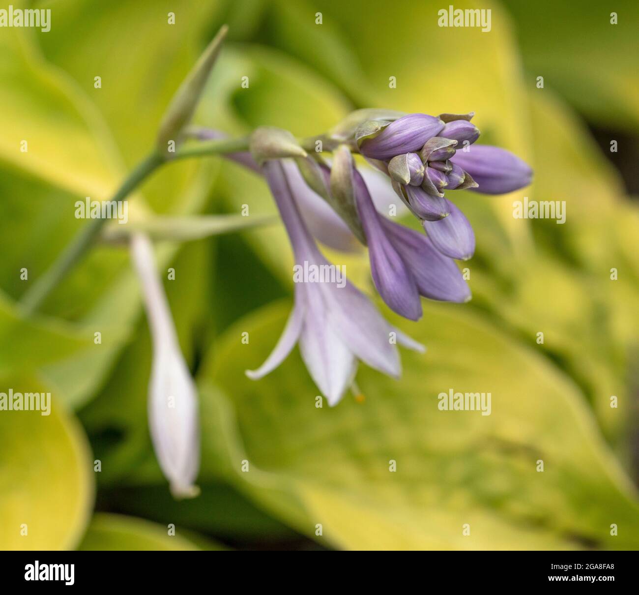 Stunning Hosta - Captain Kirk flower and foliage, natural plant ...