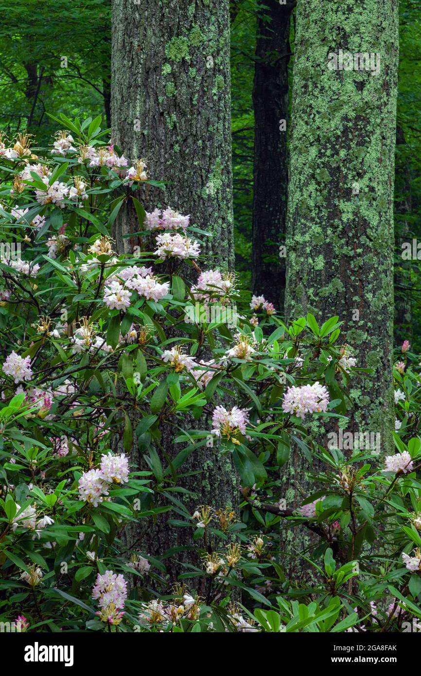 Rhododendron, Rhododendron maximum, also known as Great Laurel and ...