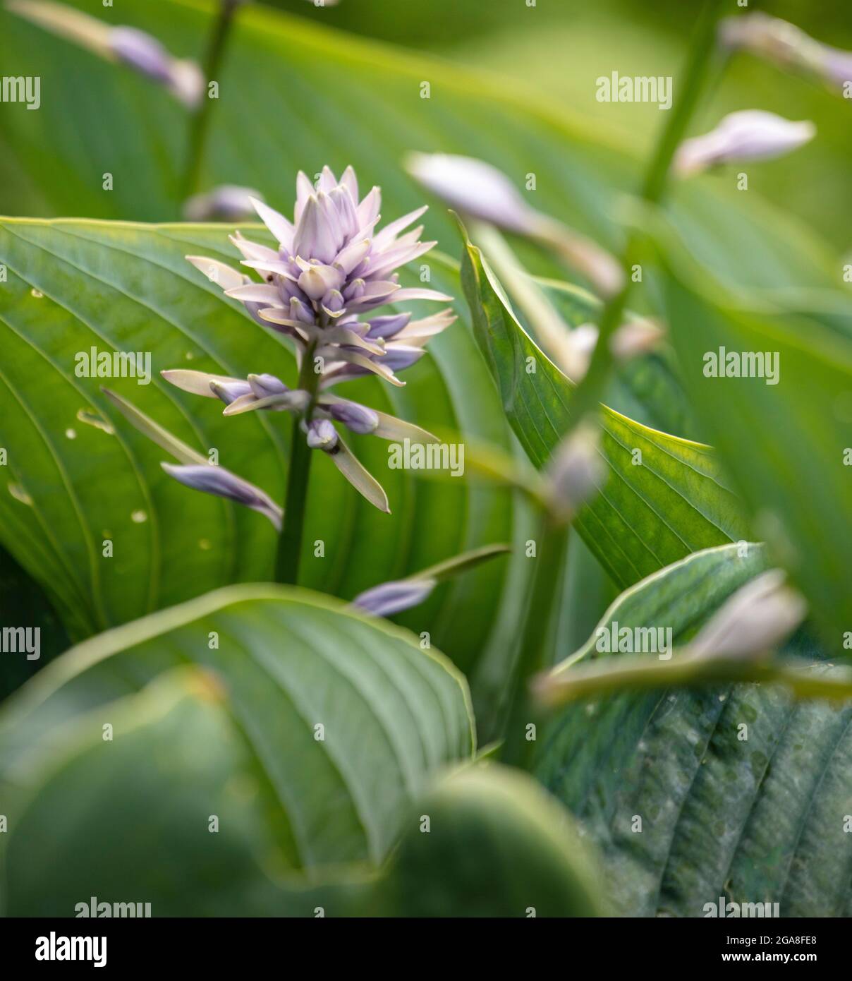 Verdant Hosta Empress Wu foliage and flower stalk, natural plant ...