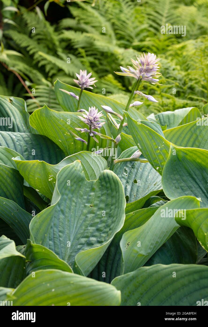 Verdant Hosta Empress Wu foliage and flower stalk, natural plant ...