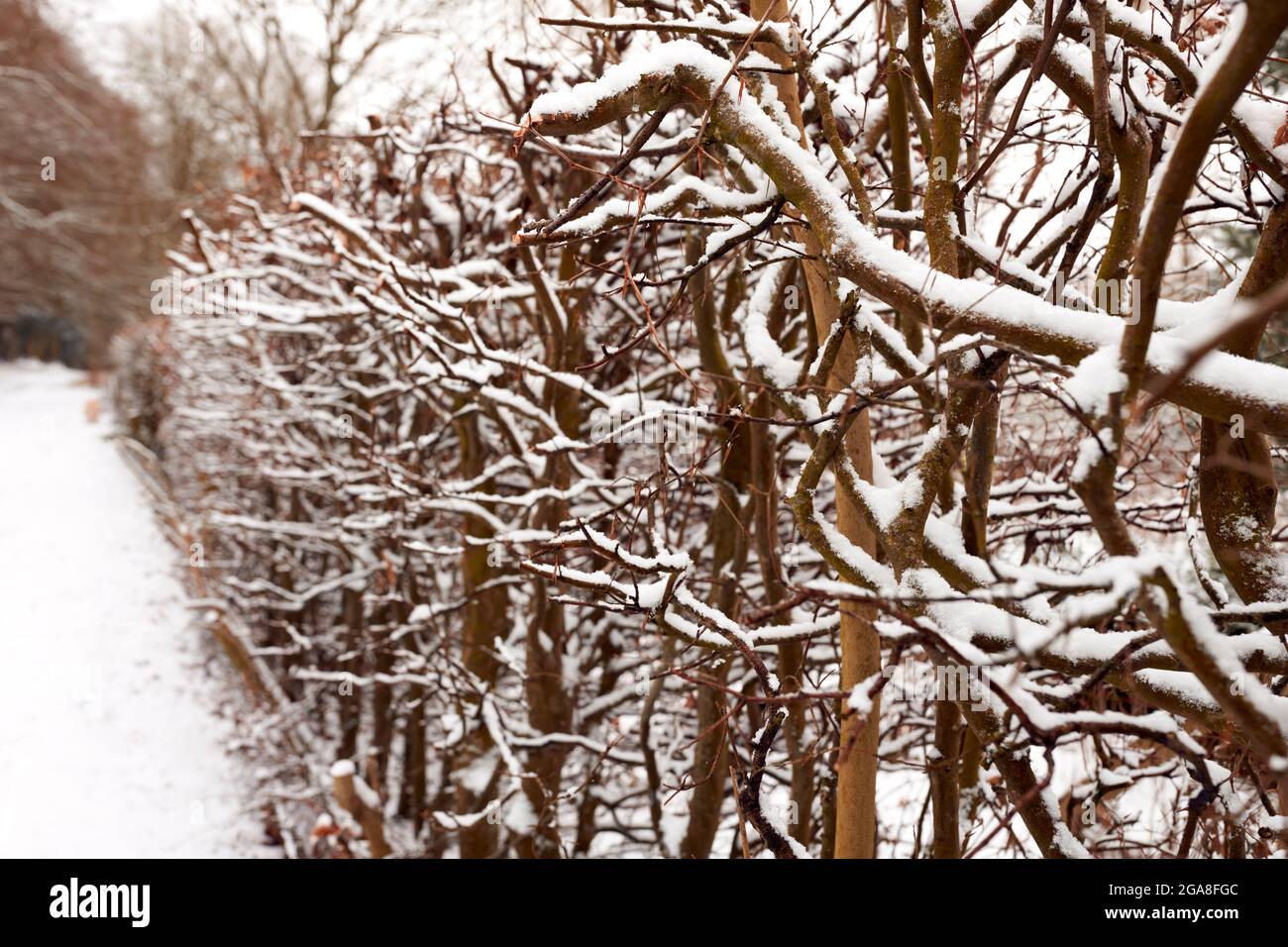Track through hedge hi-res stock photography and images - Alamy