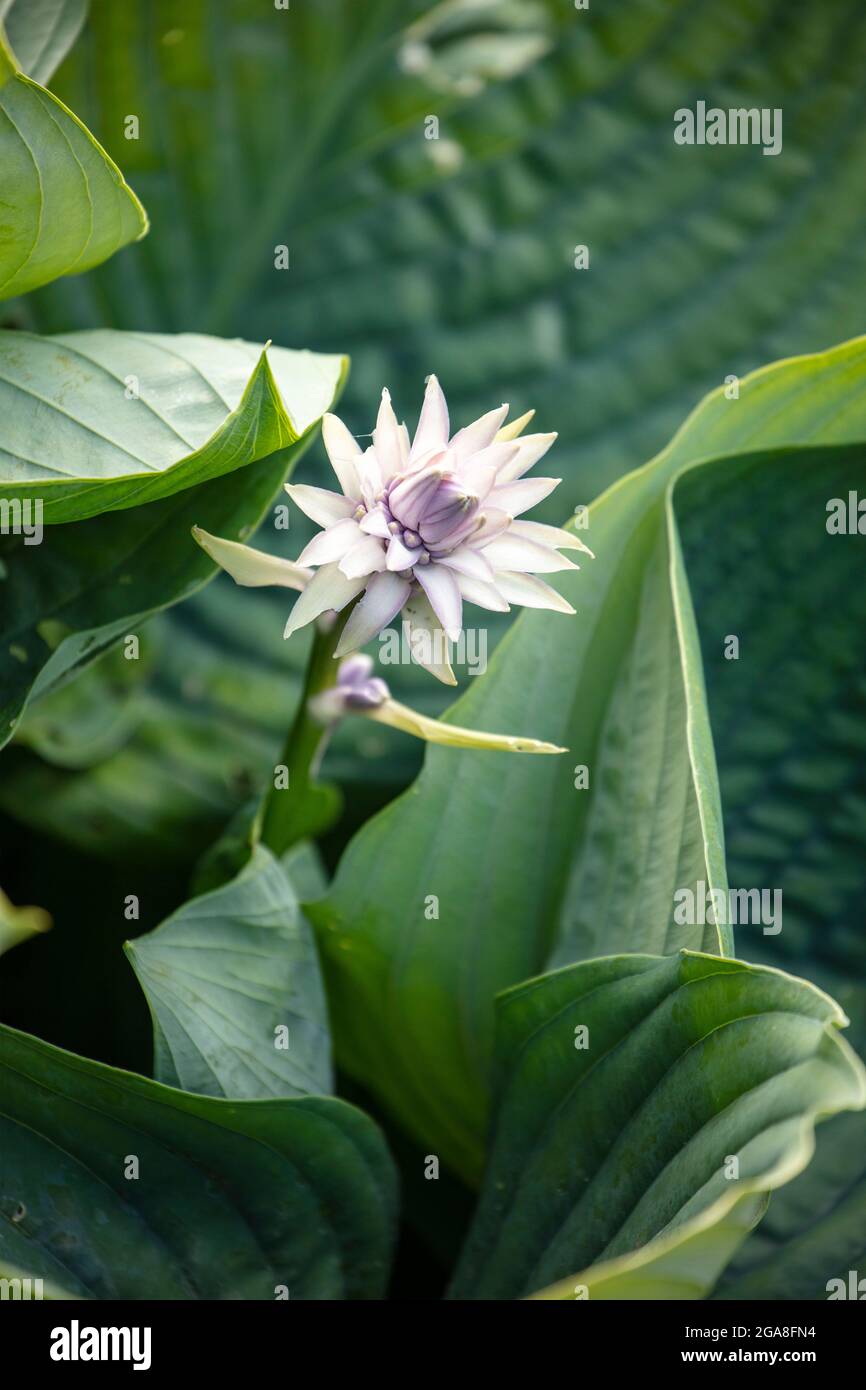 Empress wu hosta hi-res stock photography and images - Alamy