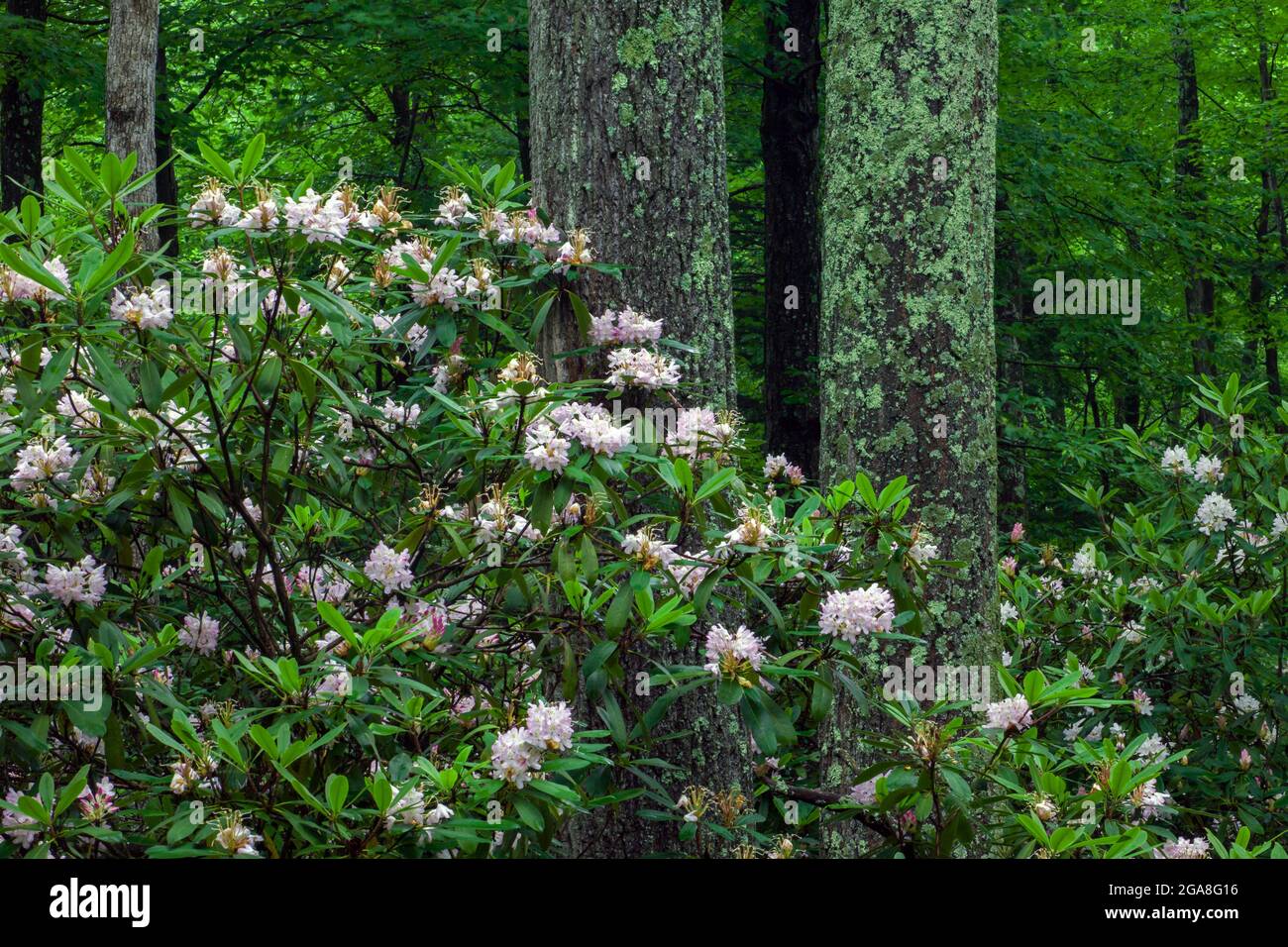 Rhododendron, Rhododendron maximum, also known as Great Laurel and ...