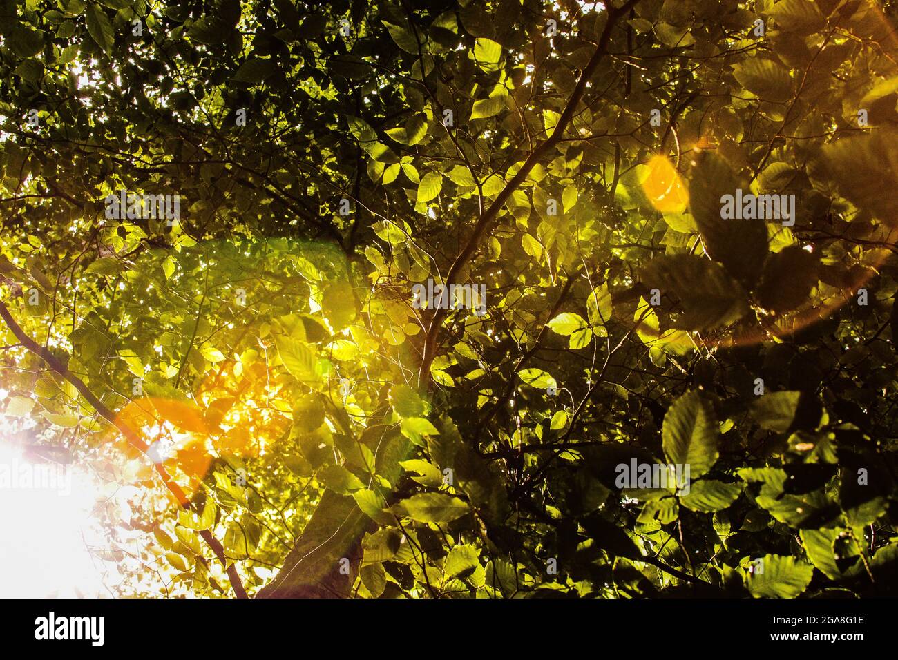 Sun through the trees hi-res stock photography and images - Alamy