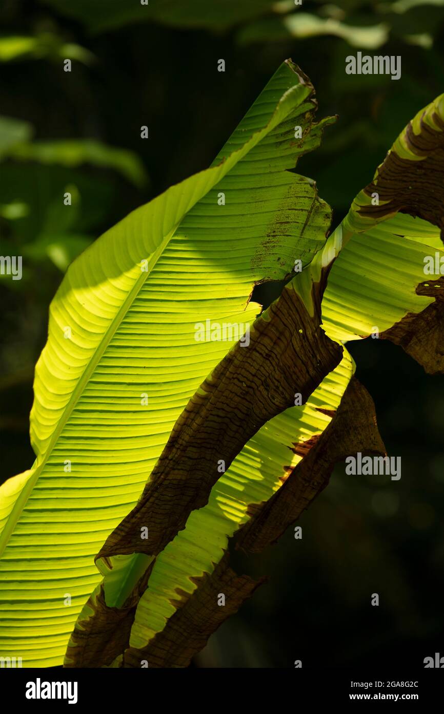 Absorbing foliage illustrating wellbeing through natural patterns ...