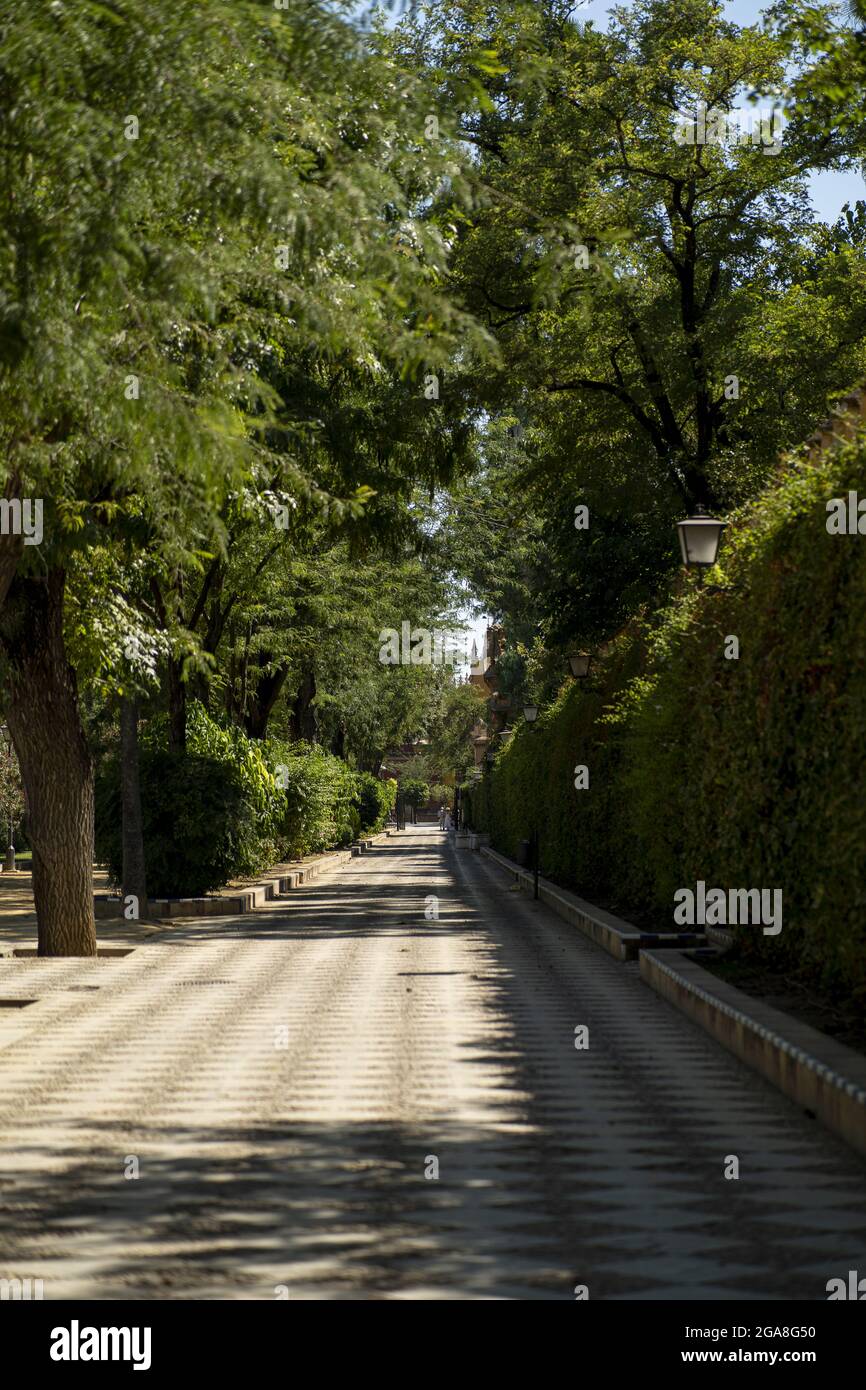 Vertical shot of a pavement surrounded by trees and bushes Stock Photo ...