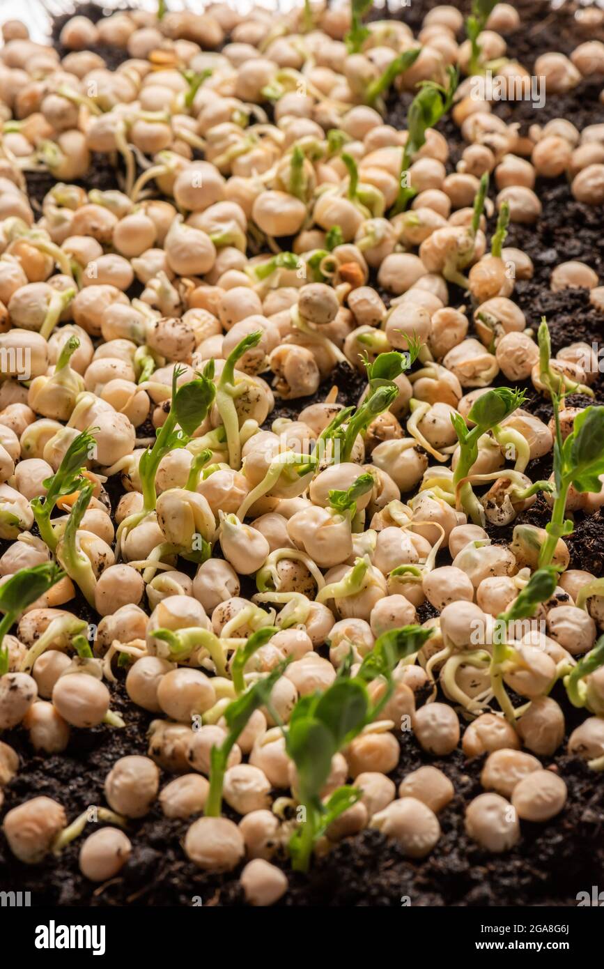 Fast growing pea sprouts from yellow split peas Stock Photo - Alamy