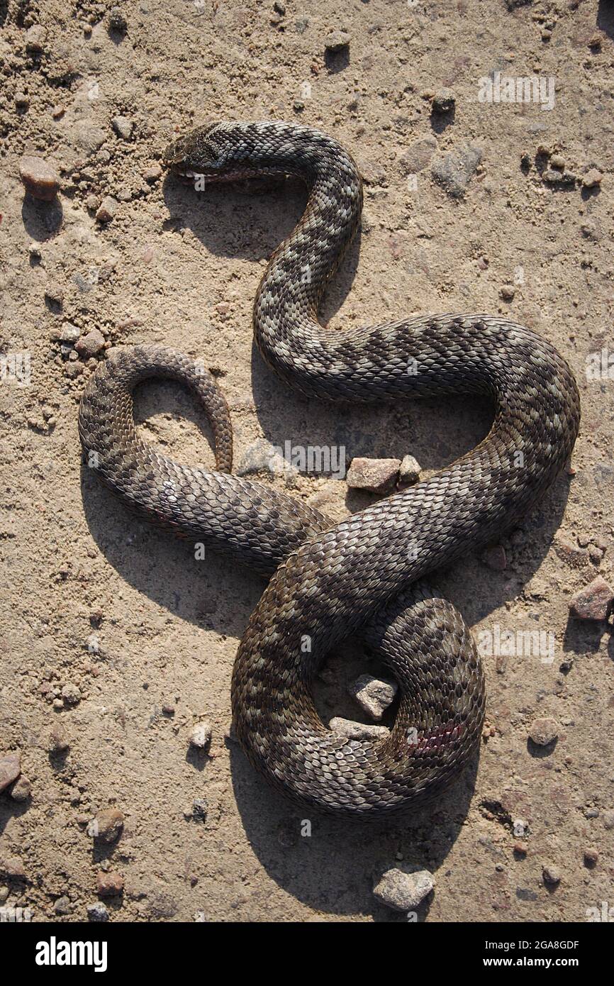 Death Adder Common Death Adder High Resolution Stock Photography and ...
