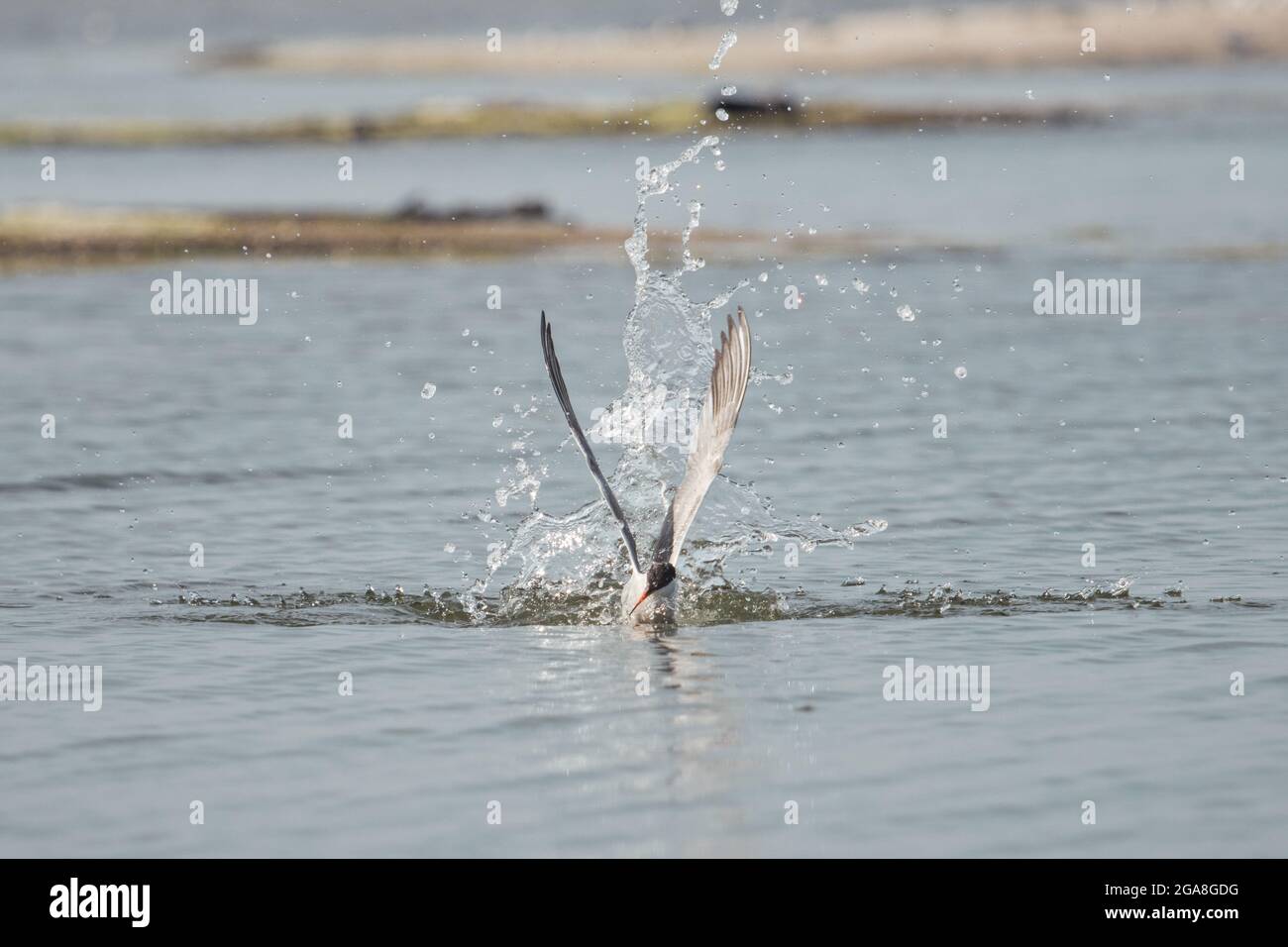 bird with splashes takes off from under the water Stock Photo - Alamy