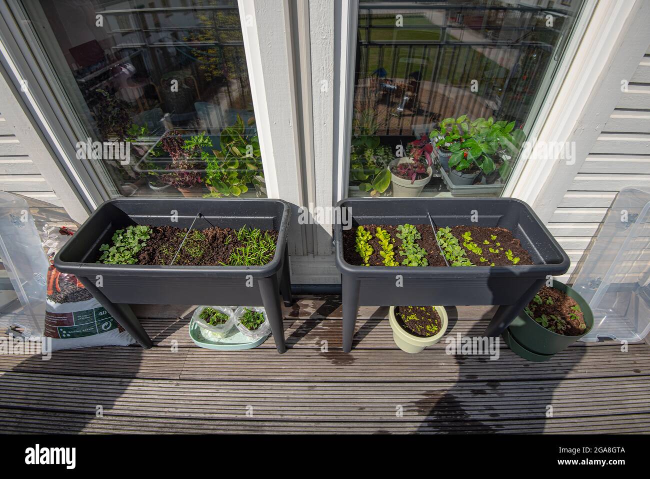 Plants growing outside and inside the windows of an apartment Stock ...